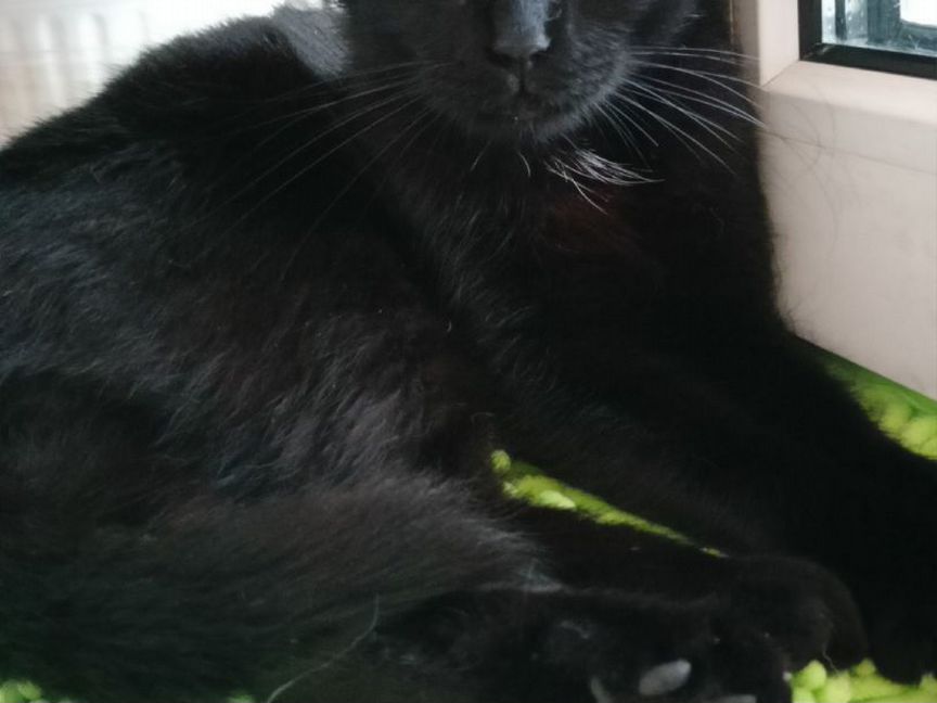 Чудесная девочка Багира