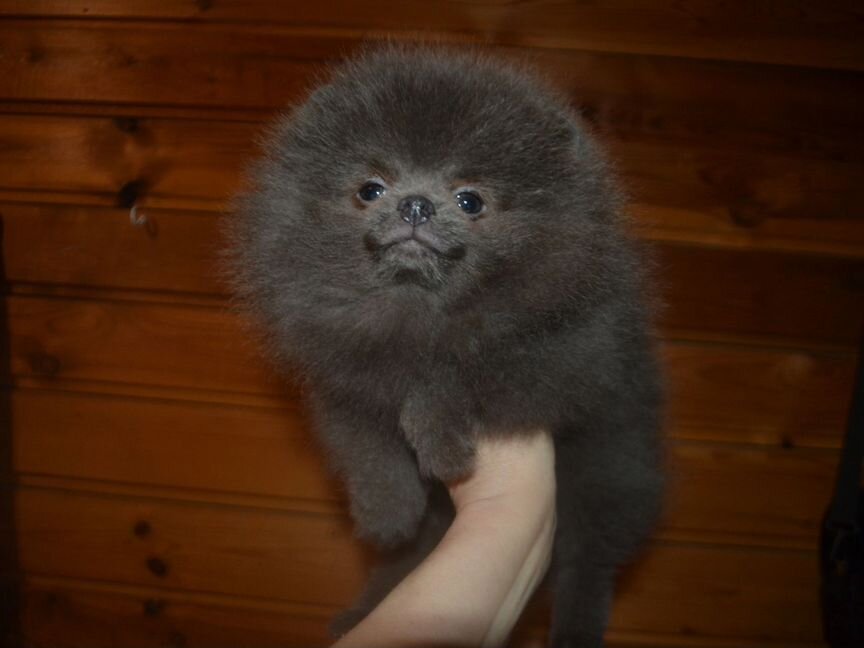 Малыш голубого окраса