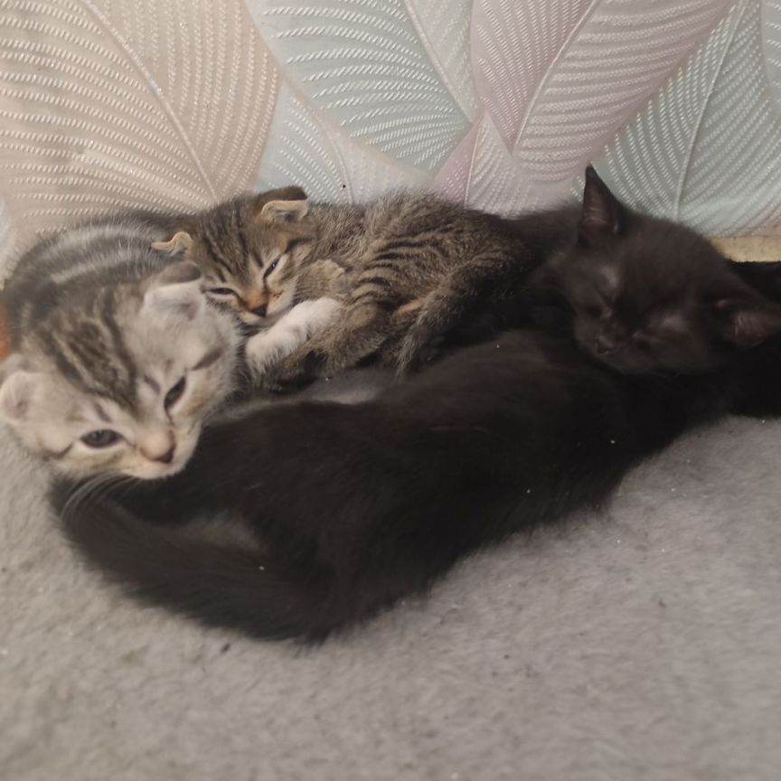 Котята от вислоухой кошки в добрые руки бесплатно