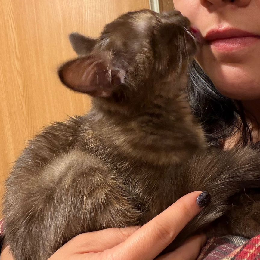 Экзотический короткошёрстный котёнок