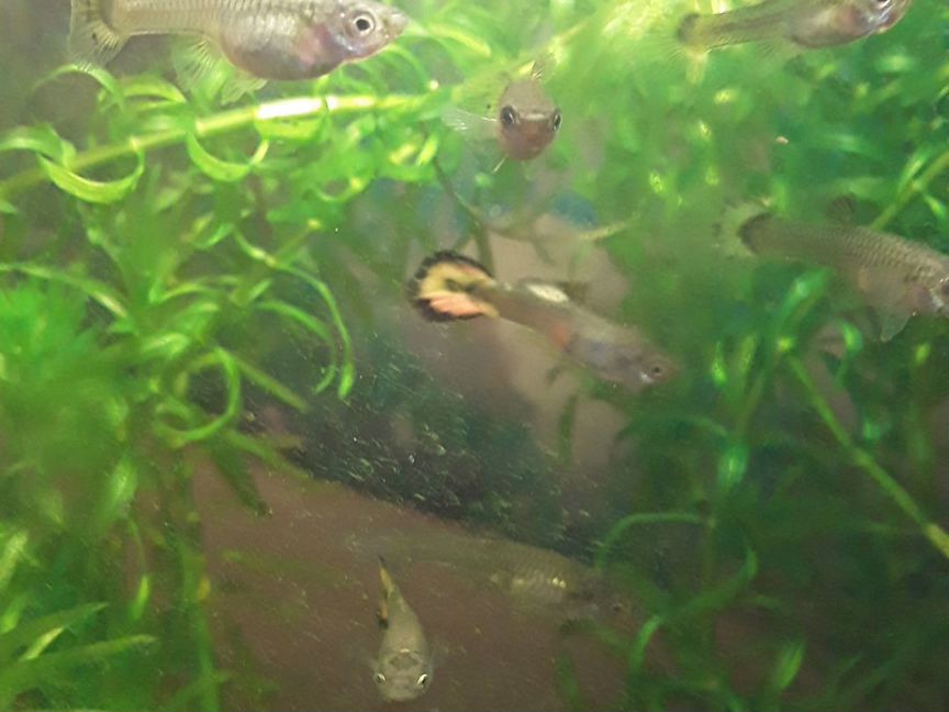 Аквариумные рыбки гуппи