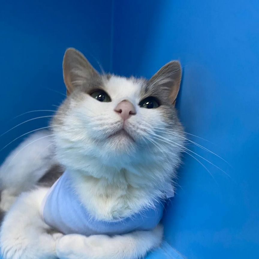 Овсянка и кошка