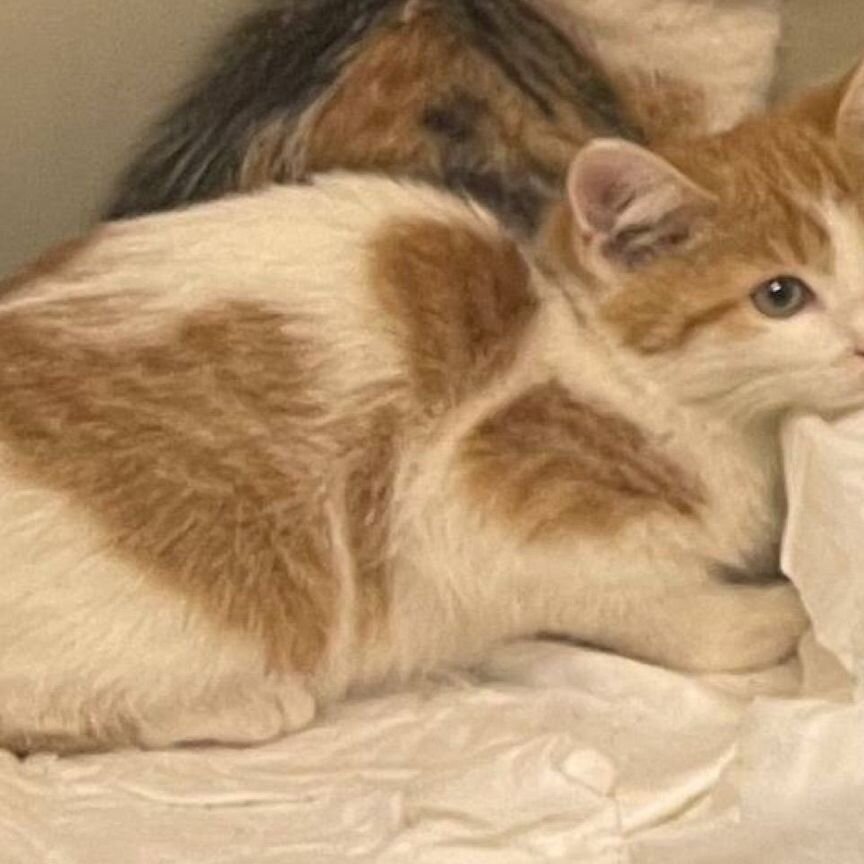 Рыженький котенок