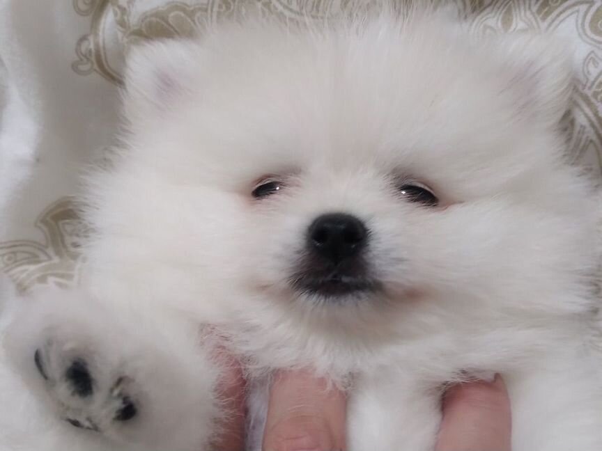 Щенки померанского шпица медвежьего типа