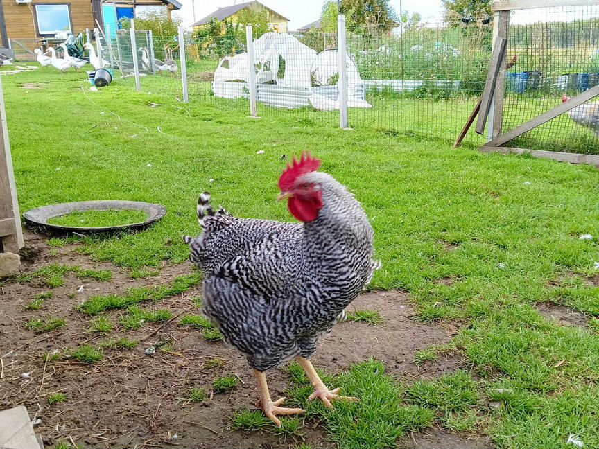 Петух Маран Легорн Амрокс Легбар