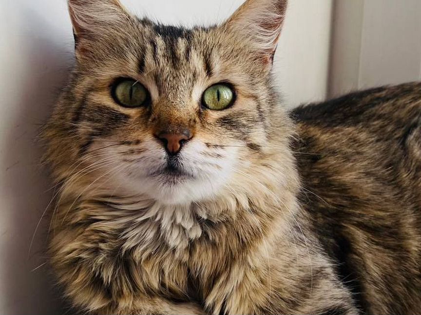 Красивая кошка ищет дом