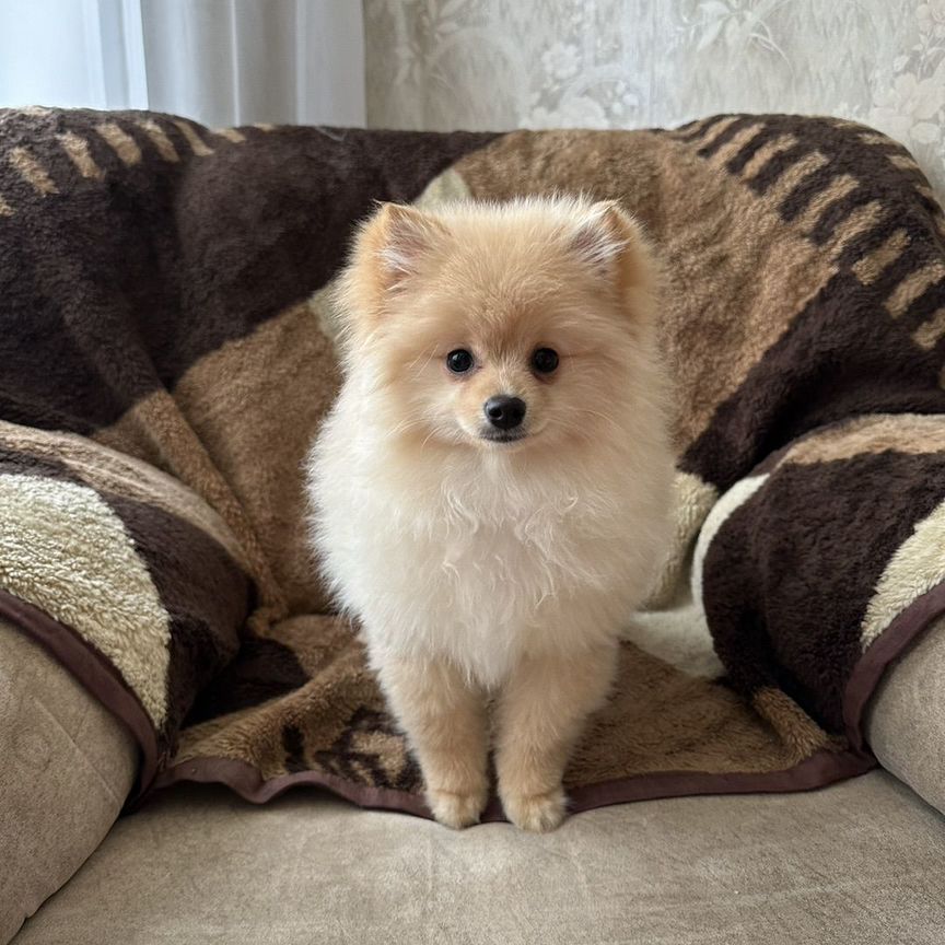 Померанский шпиц