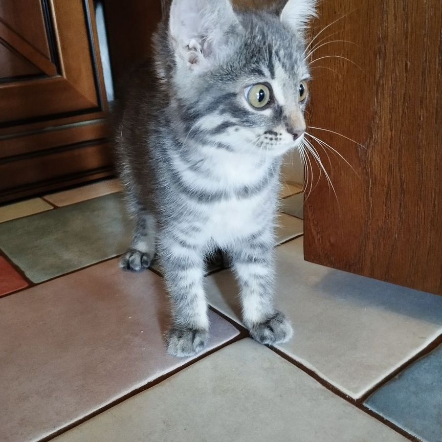 Котята