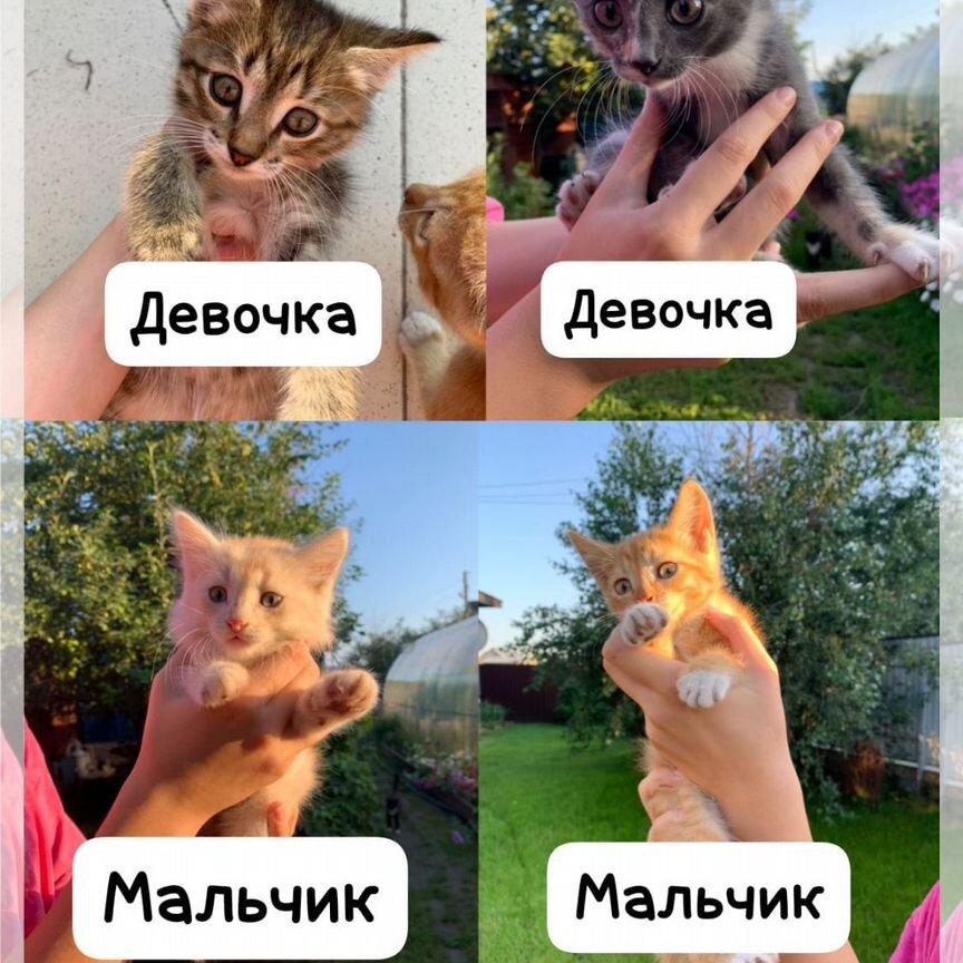 Котята в добрые руки. Стерилизованные и привиты