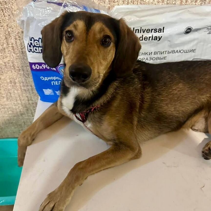 Взрослая собака в добрые руки