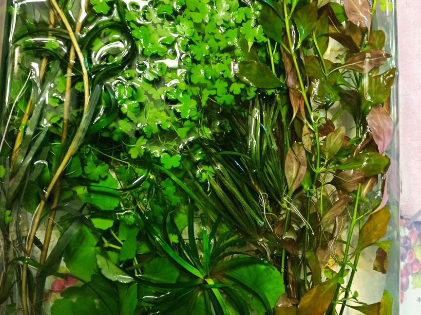Растения для аквариума прополка