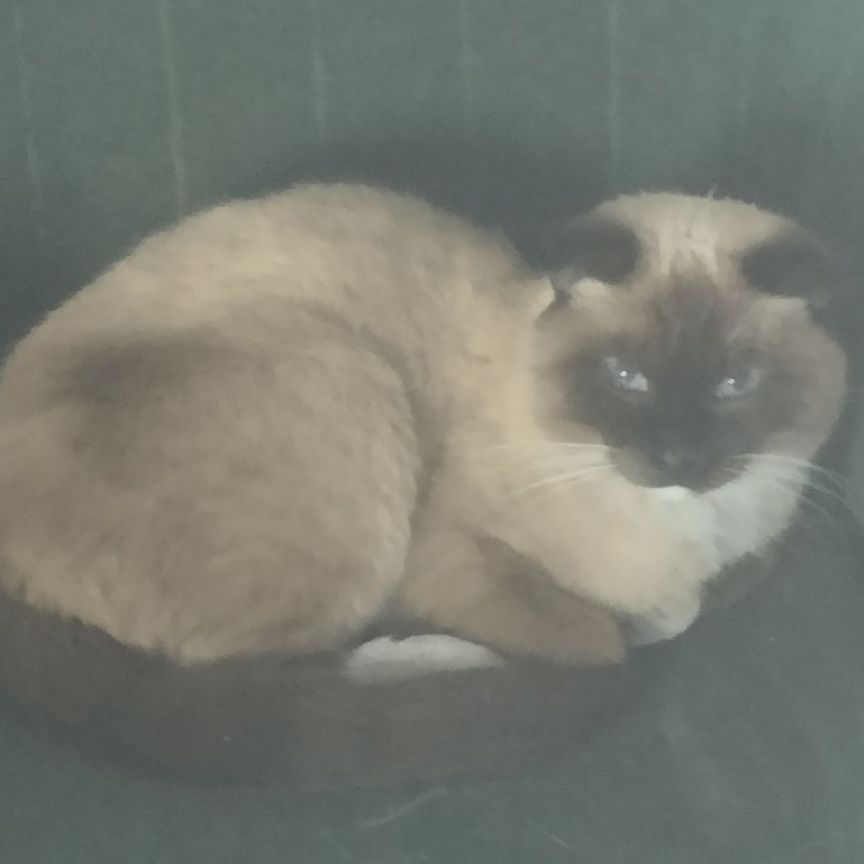 Сиамский котёнок