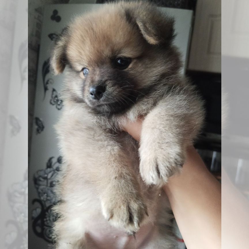 Померанский шпиц, щенок