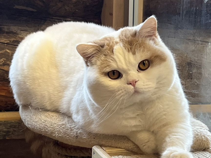 Кошки