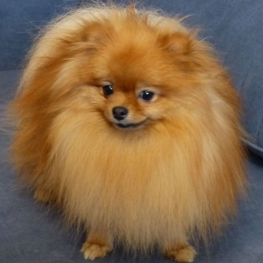 Шпиц вязка мини померанчик