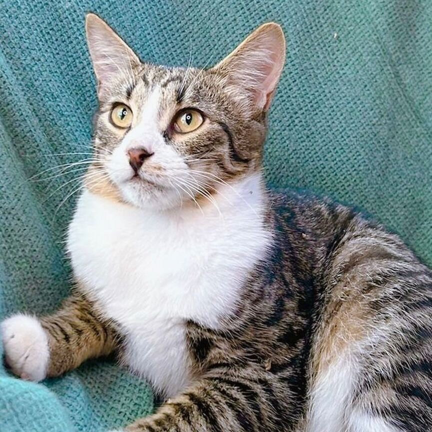 Милый котенок ищет дом