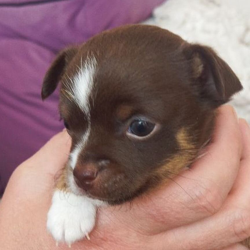 Русский той-терьер, щенок