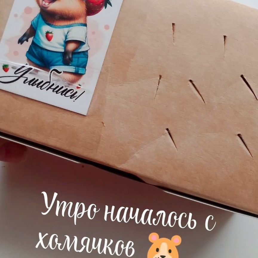 Джунгарские хомячки