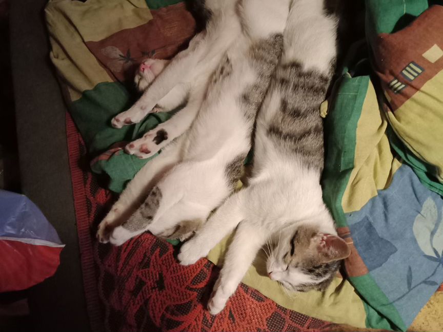 Отдам котенка в добрые руки