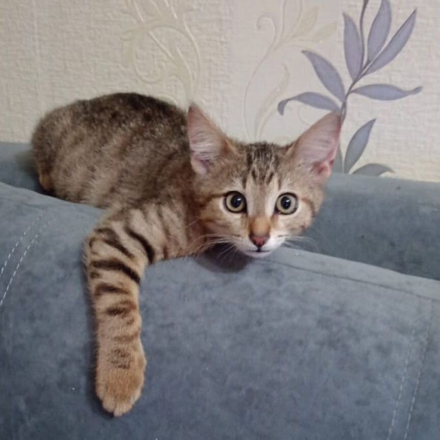 Котёнок