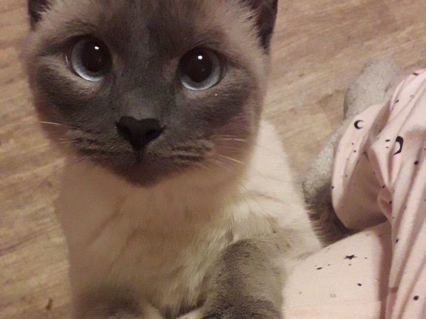 Тайские котята