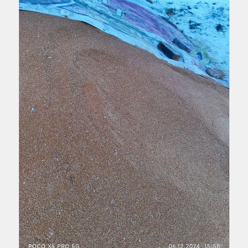 Зерноотходы просо 70%