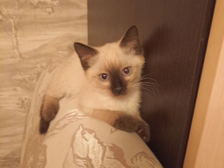 Кошка сиамская бесплатно