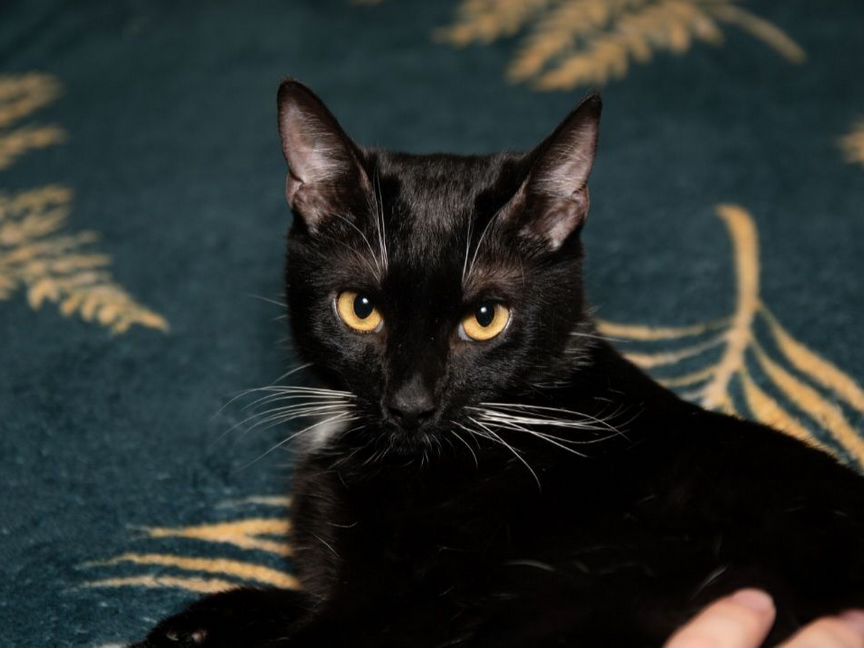 Космический кот ласковый и харизматичный