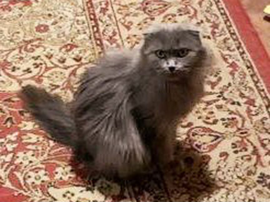 Вислоушка в дар