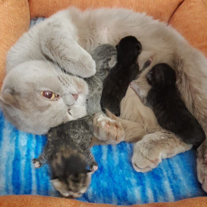 Продаются котята
