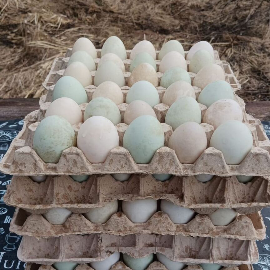 Яйца домашние утиные и куриные
