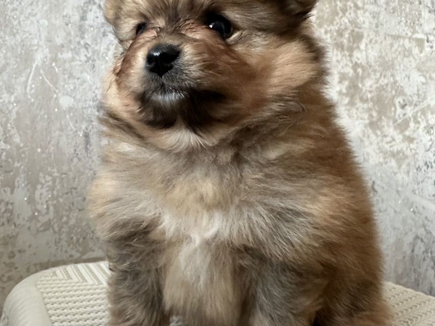 Немецкий шпиц