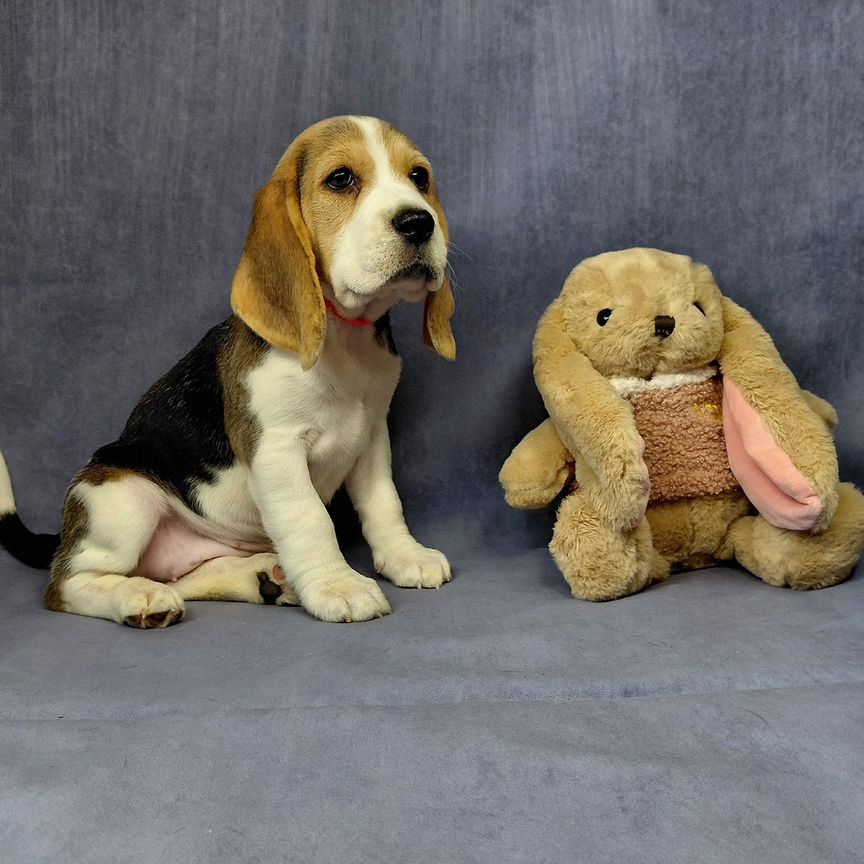 Бигль, щенок