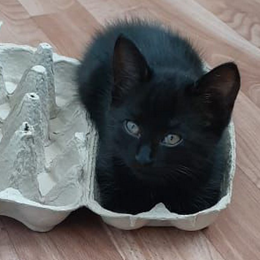 Черный котенок