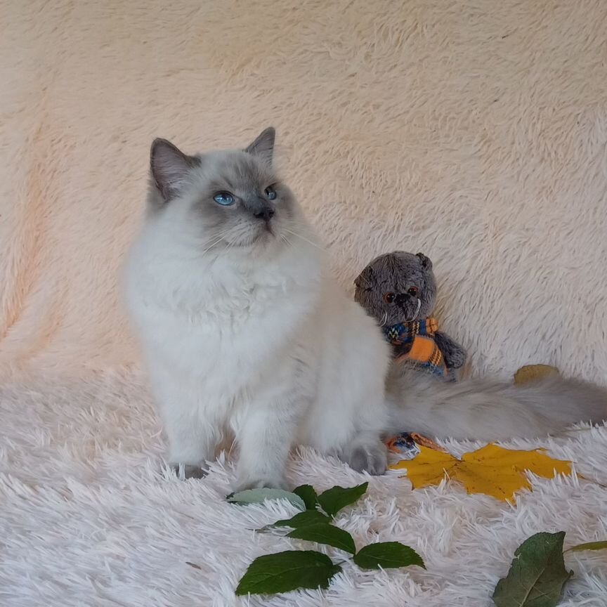 Котик порода Рэгдолл
