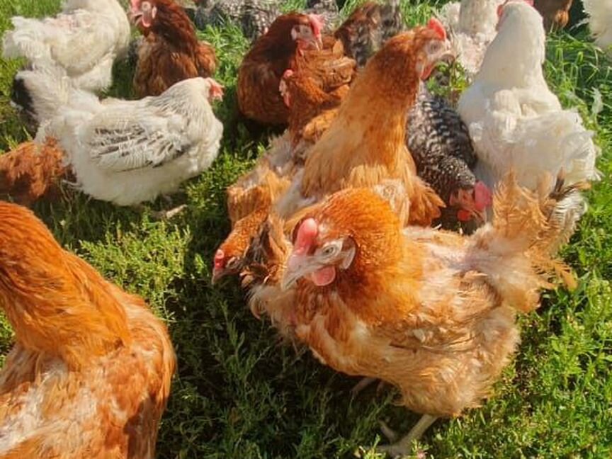 Куры несушки доминанты оптом