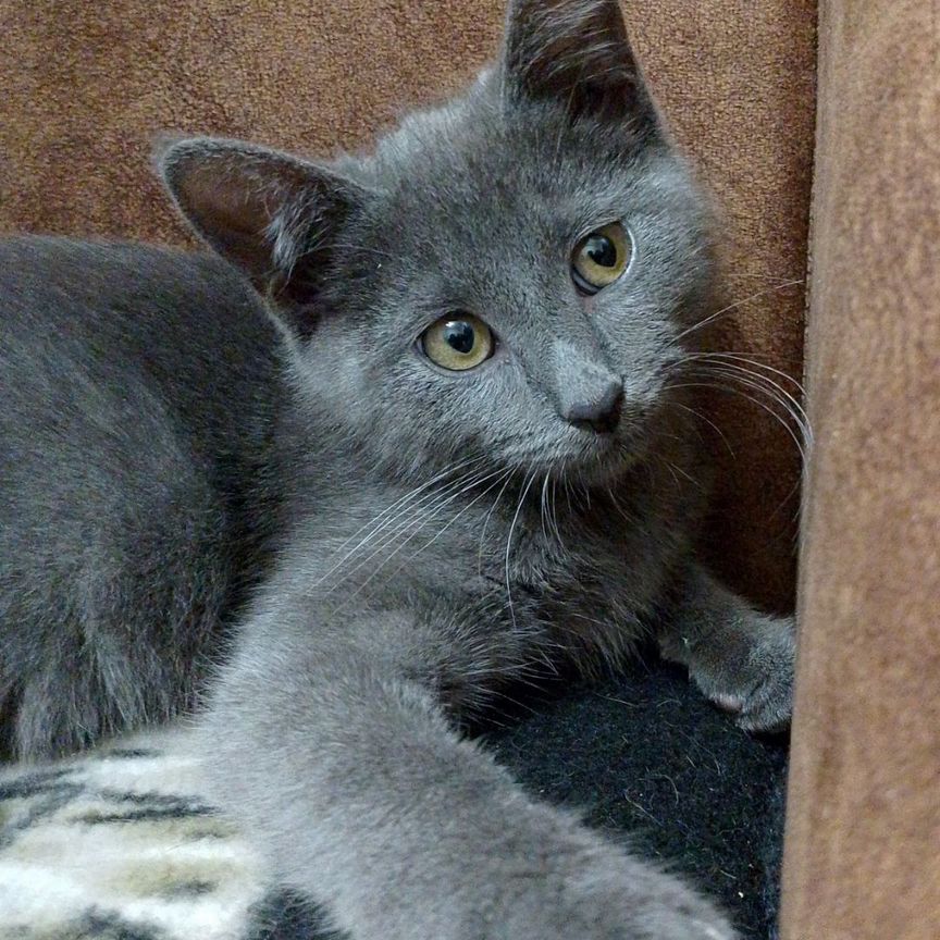 Котята без дома
