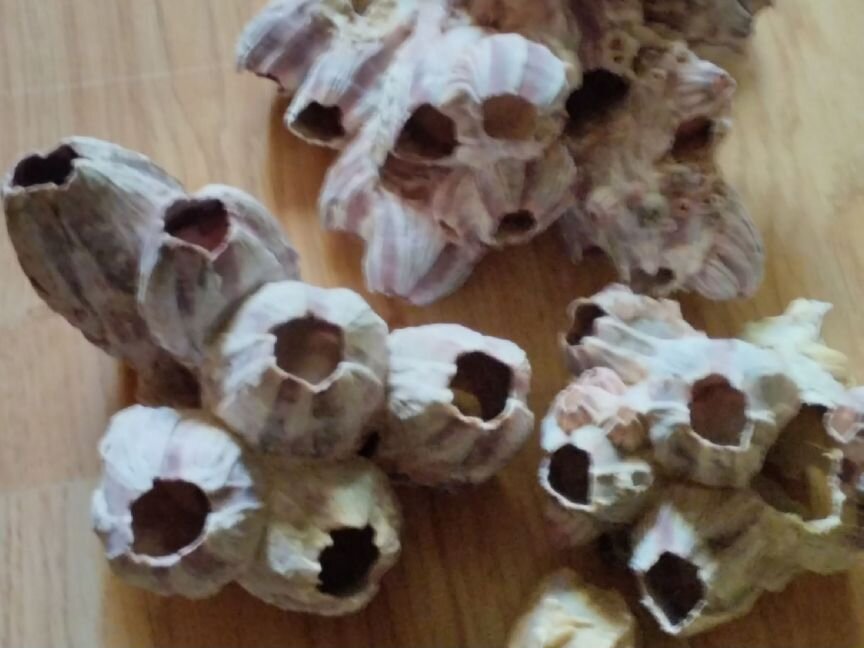 Ракушечные кораллы