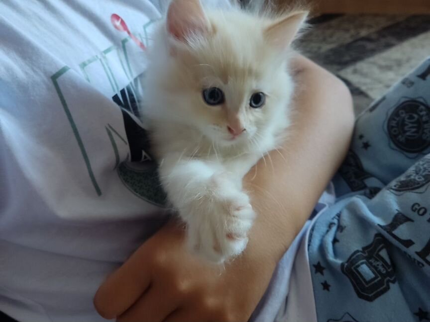 Котик бесплатно