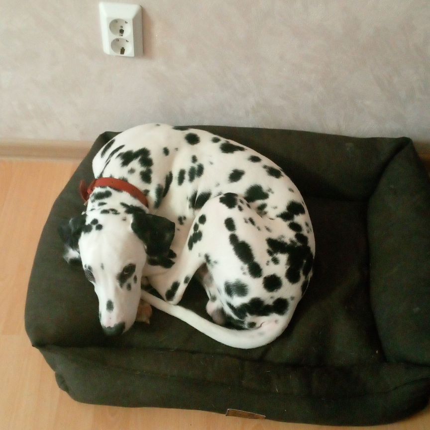 Долматинец 5 месяцев