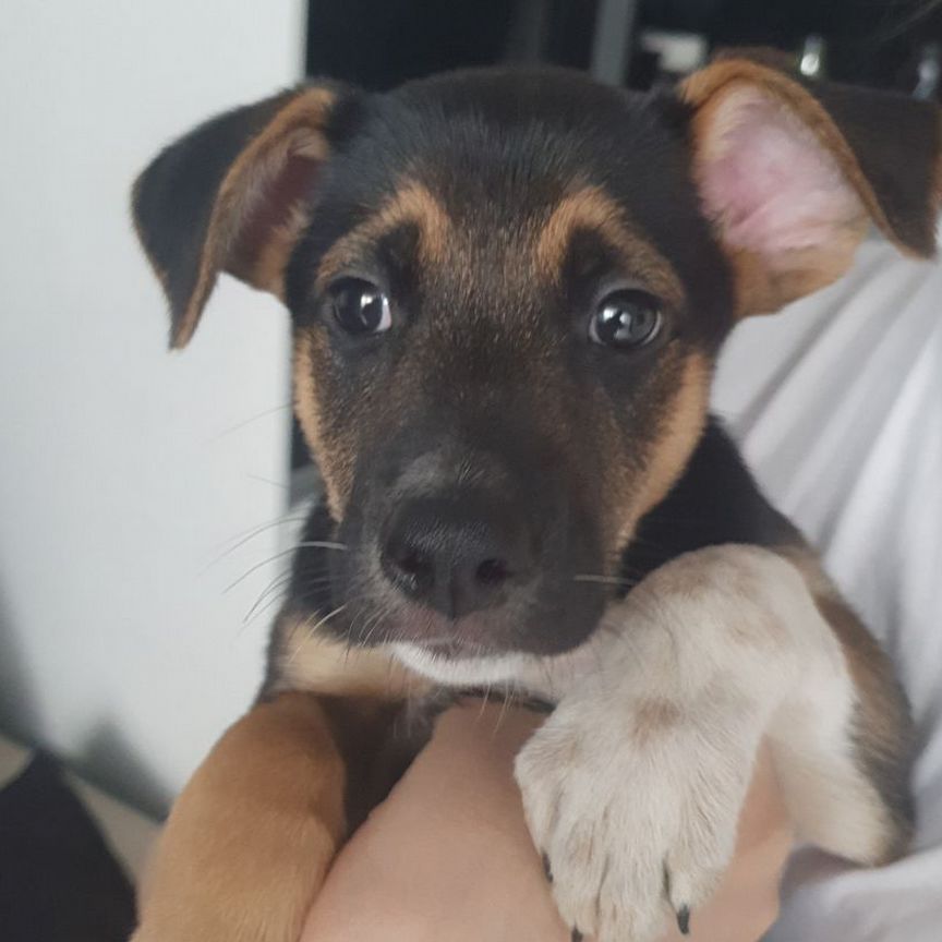 Щенок в добрые руки