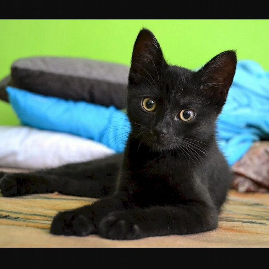 Черный котенок