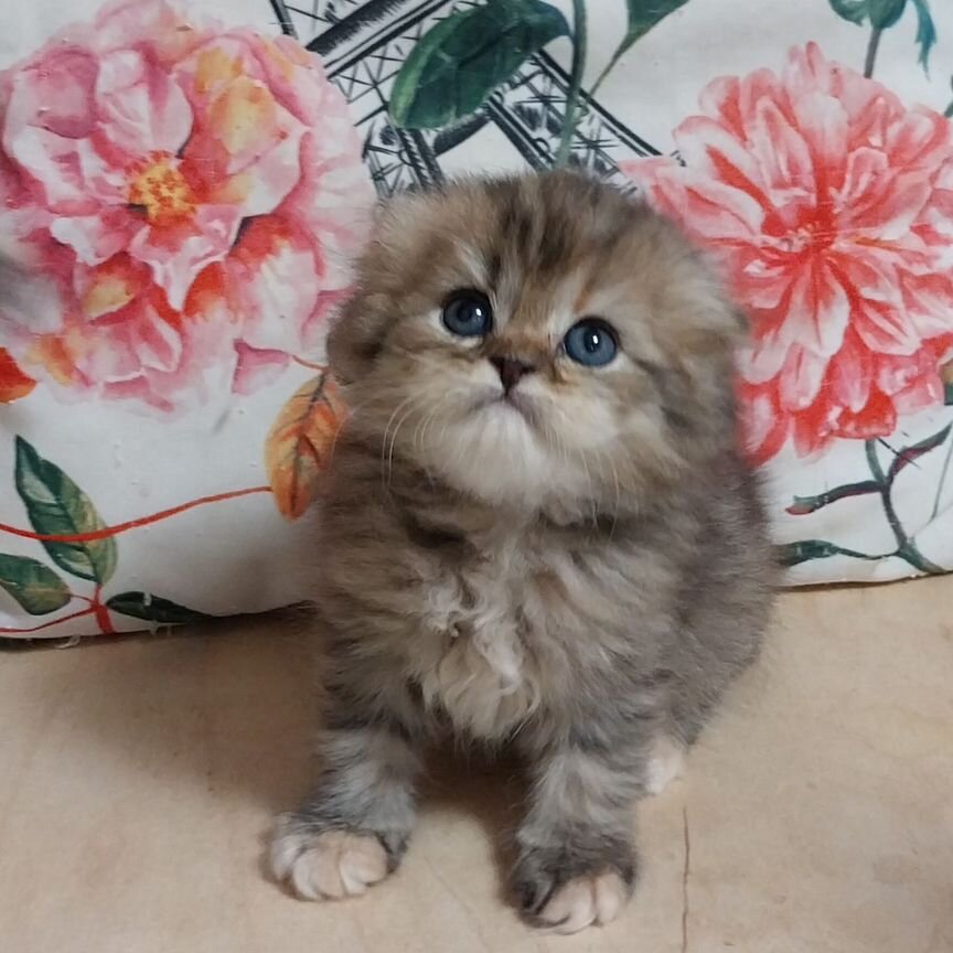 Шотландская девочка
