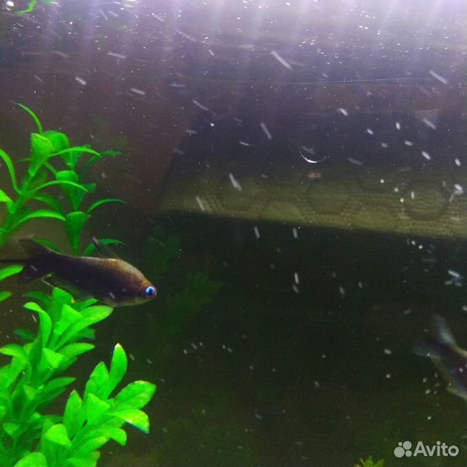 Тетра рыбка отдам в хорошие руки