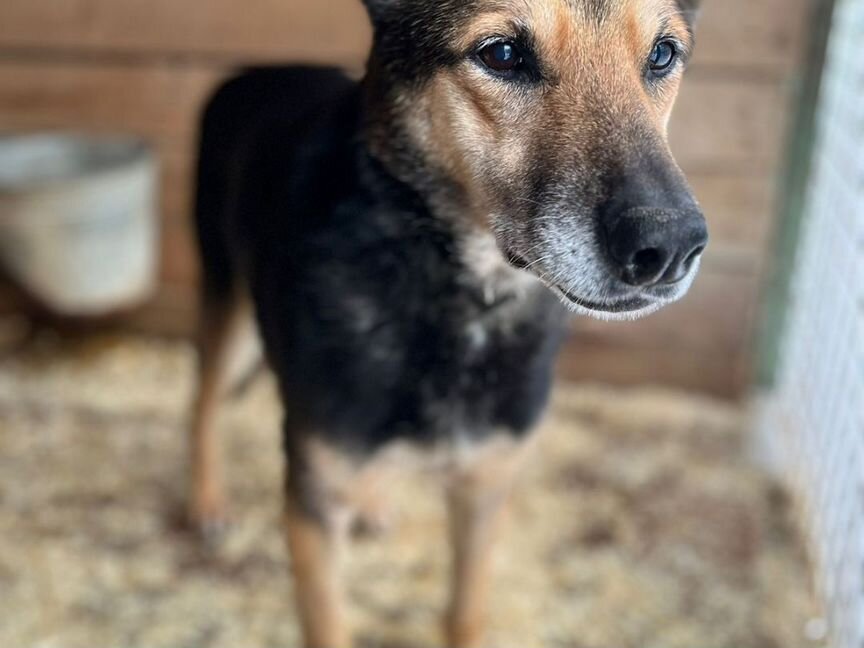 Спокойная скромная Монти надеется что её заметят