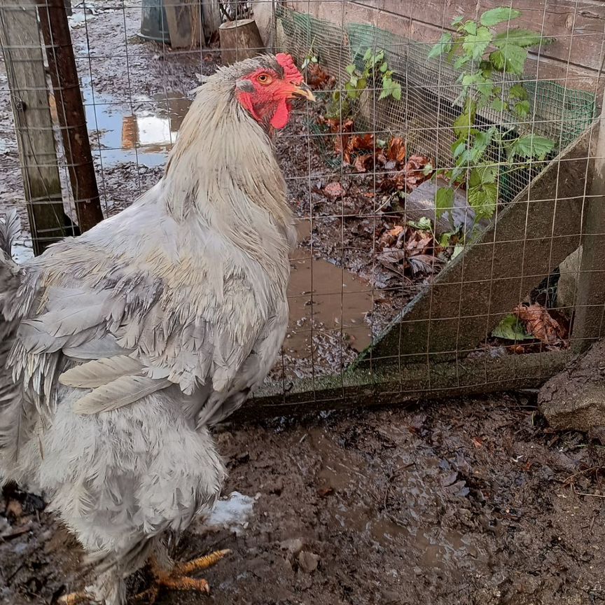 Петух Брама