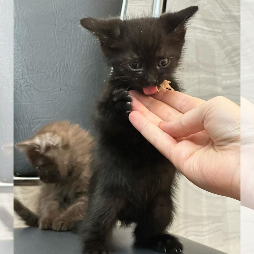 Котенок мальчик 1 месяц