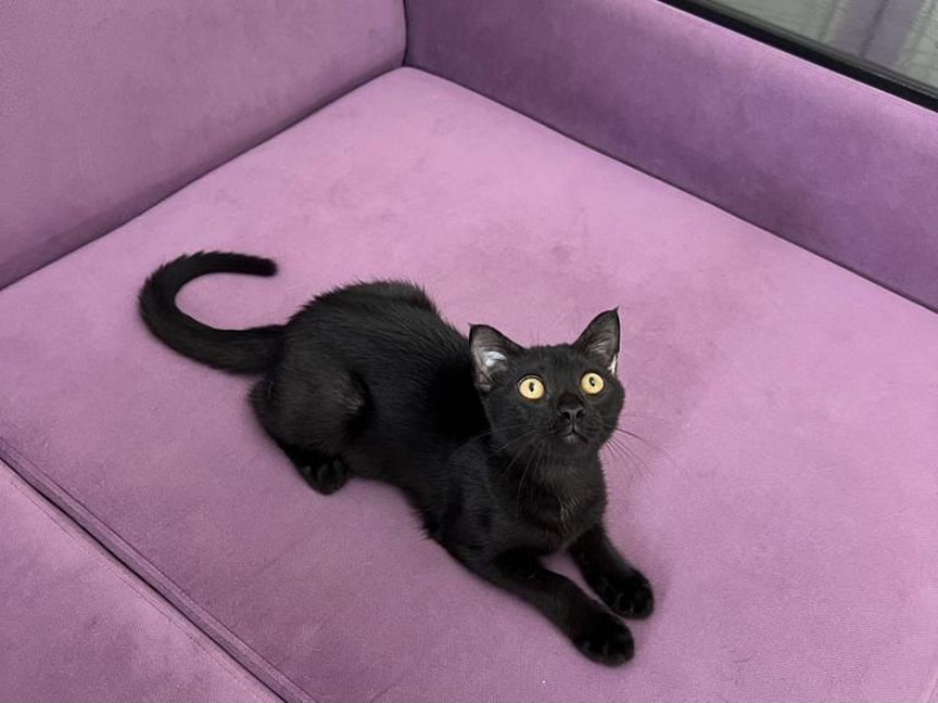 Котята