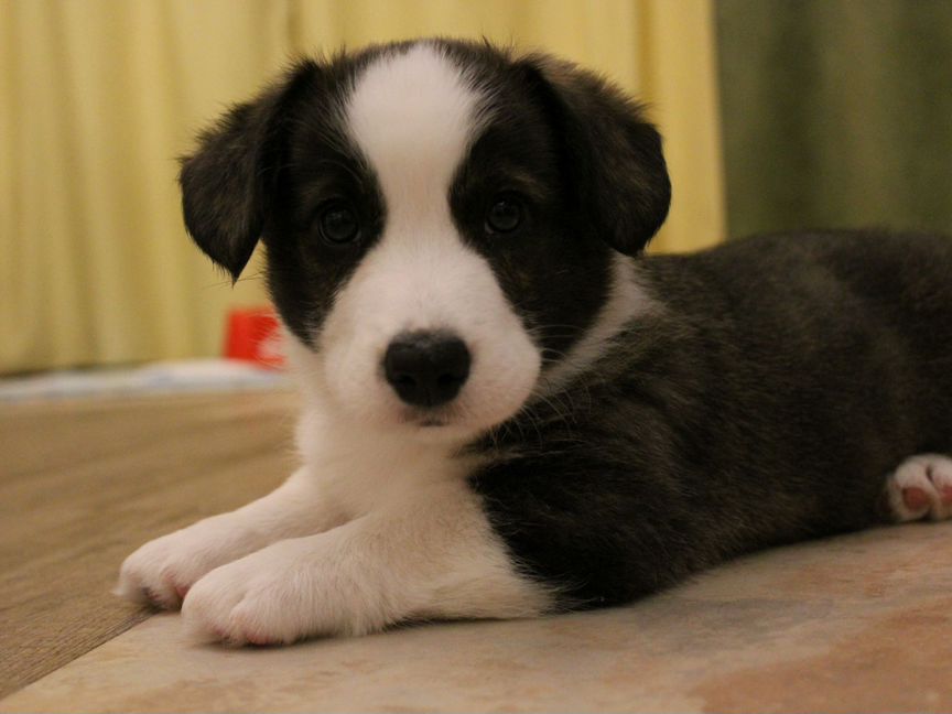 Классные щеночки Вельш Корги Кардиган