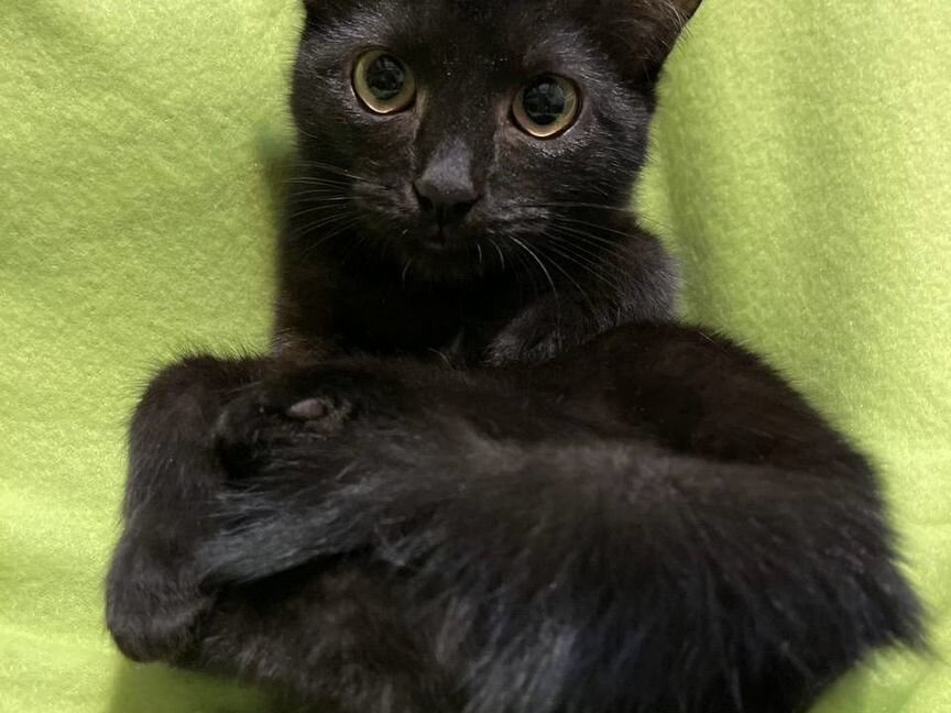 Котята 3-5 месяцев в добрые руки